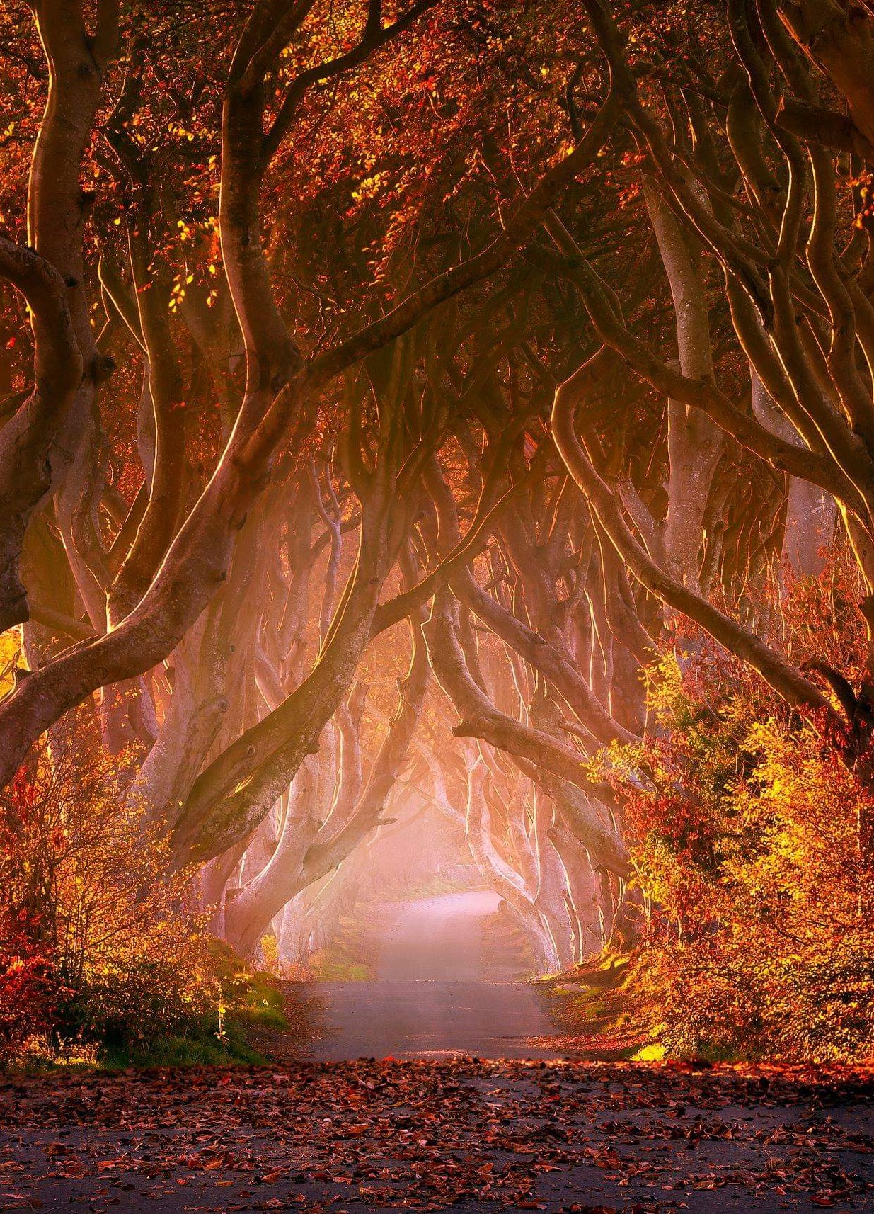 The Path Less Chosen – The Soul Sower