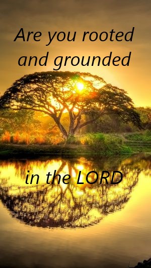 Are You Rooted In The Lord – The Soul Sower