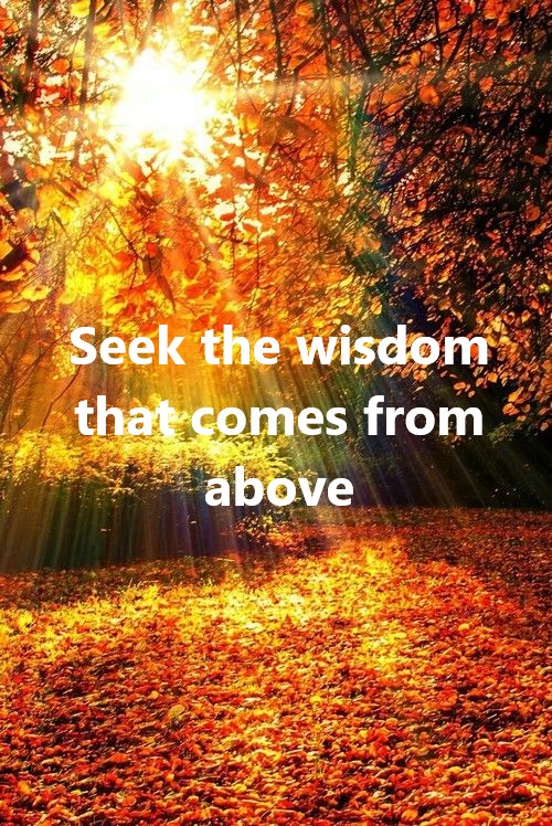 Wise Or Witless – The Soul Sower