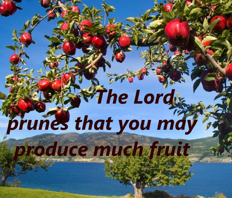 God’s Purposeful Pruning – The Soul Sower