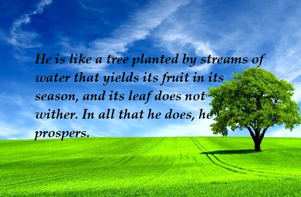 Be Rooted Firmly In The Lord – The Soul Sower