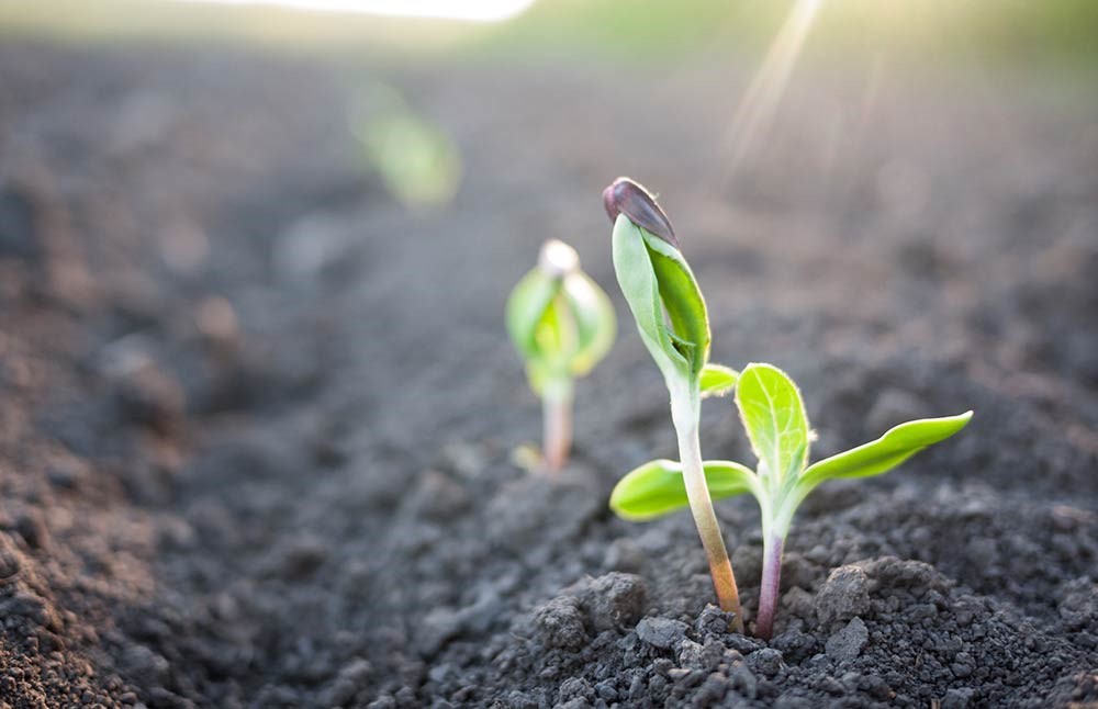 The Lord’s Planting – The Soul Sower